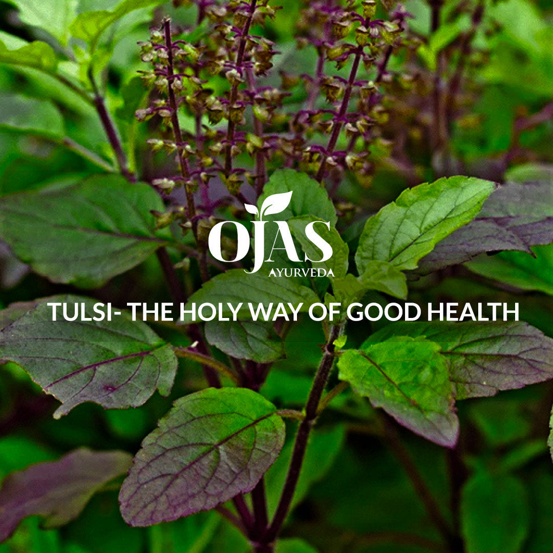 Tulsi - The Holy Way of Good Health – Ojas Ayurveda